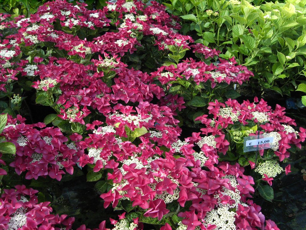 Hydrangea macrophylla 'Kardinal' - Hortensia Bertha's Hof - Verkoop aan particulieren