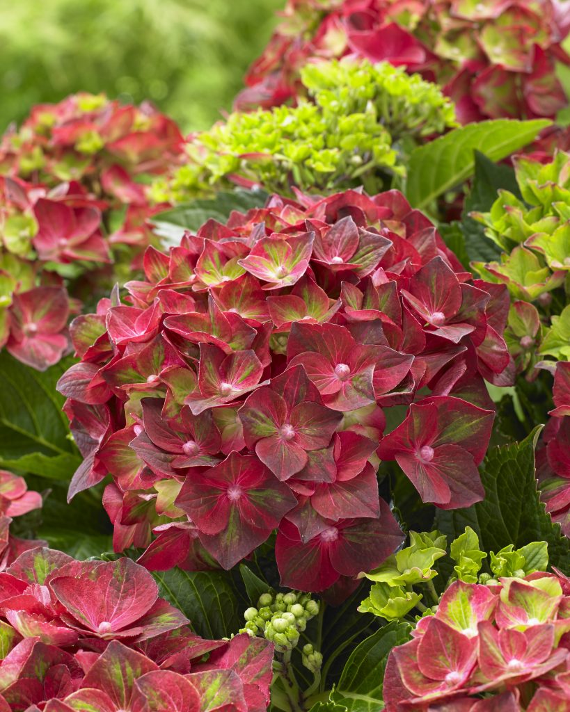 Hydrangea macrophylla 'Magical Ruby Tuesday' - Hortensia Bertha's Hof ...